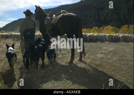 Basque shepherd with dogs and sheep in the Baztan Valley of the Stock ...