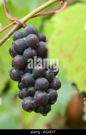 Vine and bunch of black grapes in a field. Bunches of red grapes ...