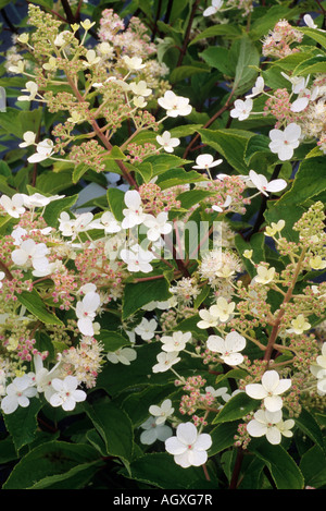 HYDRANGEA PANICULATA MEGA PEARL Stock Photo - Alamy