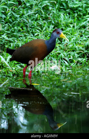 Grey-necked woodrail (Aramides cajanea) opportunistically pecks at the ...