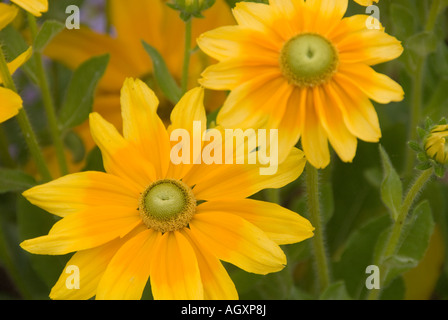 Canada Montreal Quebec Flowers displayed at the Montreal Garden ...