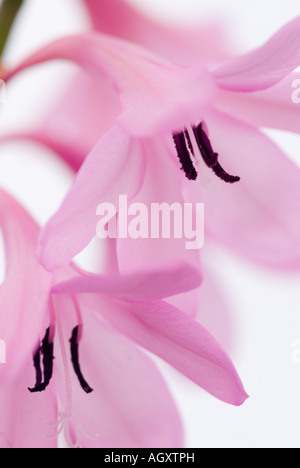 white watsonia close up Stock Photo - Alamy