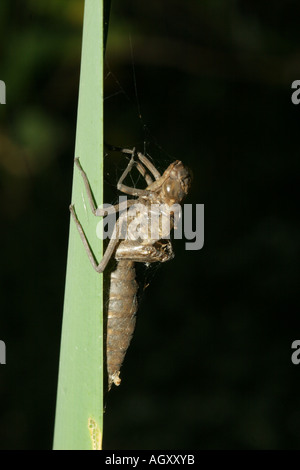 Dragonfly Nymph Casing Attached to Plant Stem UK Stock Photo - Alamy