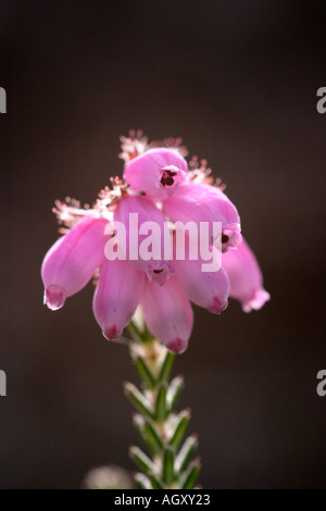 Cross leaved heath or Bog Heather on Wenhaston common Stock Photo - Alamy