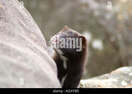 Polecat Ferret Isle of Mull Scotland putorius putorius Stock Photo - Alamy
