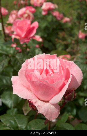 Rose Queen Elizabeth Stock Photo - Alamy