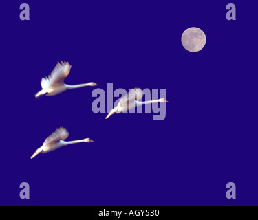 Swans in flight and full moon Stock Photo - Alamy