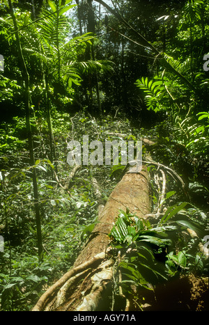 Natural clearing (treefall gap) caused by fall of tree colonized by ...
