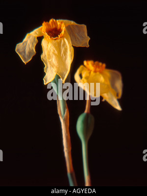 Drooping daffodil blossoms Stock Photo - Alamy
