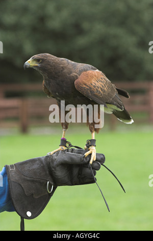 Steppe Eagle (Aquila nipalensis) .Falconry in Germany Stock Photo - Alamy