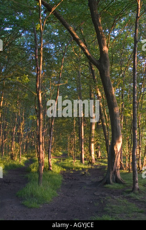 Breary Marsh Golden Acre Park Leeds Stock Photo - Alamy