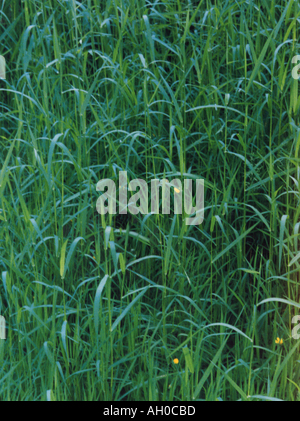 Grass background. Pasture grassy pattern. Green meadow. Green grass ...
