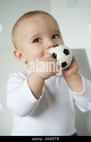 Close up shot of cute Northern cardinal on the tree at Oklahoma, USA ...