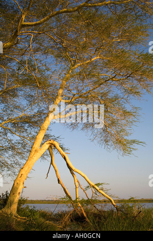 Fever tree pan Stock Photo - Alamy