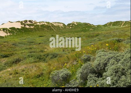 Fixed dunes and dune slack Stock Photo - Alamy