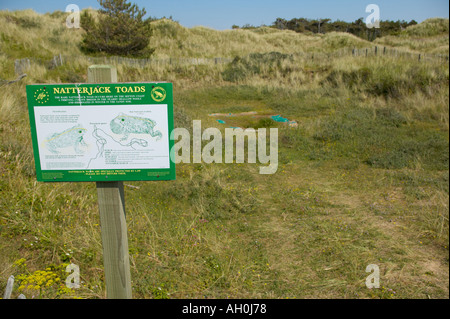 wet slack created for breeding Natterjack Toads Formby Merseyside Stock ...