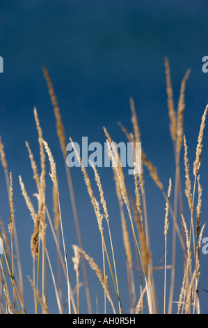 Stems of grass Stock Photo - Alamy