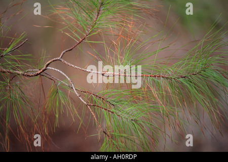 LOBLOLLY PINE PINUS TAEDA NEEDLES CUMBERLAND ISLAND NATIONAL SEASHORE ...