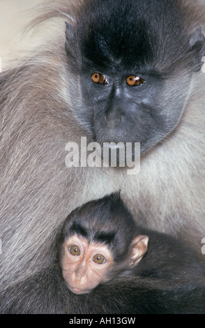 Blach Mangabey Grey Cheeked Mangabey Cerocebus albigena Lophocebus ...