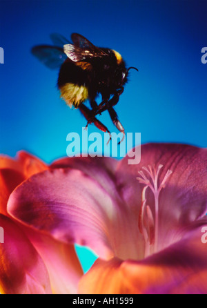 Flying Bumble Bee about to land on a flower Stock Photo - Alamy