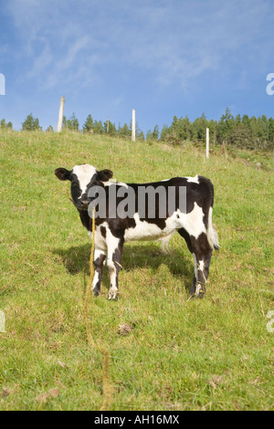 Tether black and white cow on the over the green grass Stock Photo - Alamy