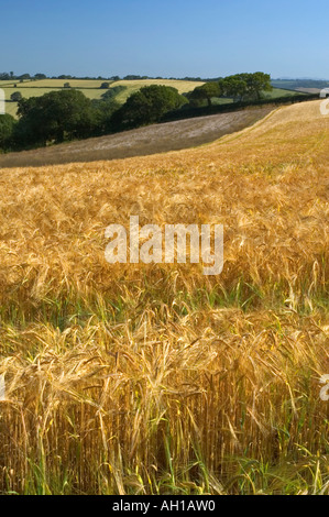 English wheat field Stock Photo - Alamy