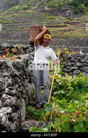 Grape vines in Azores islands, Portugal Stock Photo - Alamy