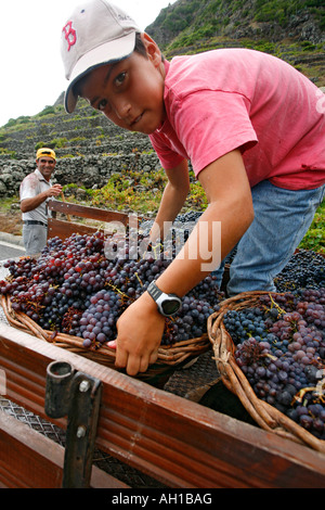 Grape harvest in Santa Maria island Azores islands Portugal Stock Photo ...