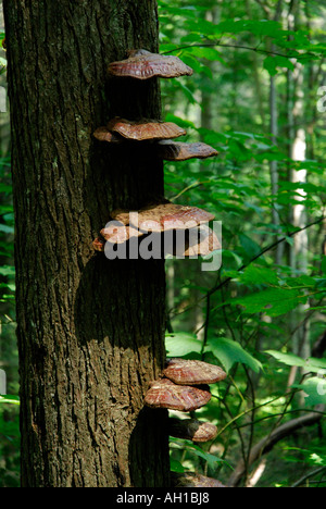 Fungi on tree trunk in autumn, Arnsberg Forest Nature Park ...