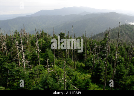 View from Clingman's Dome - Red Spruce, Picea rubens, and Fraser Fir ...