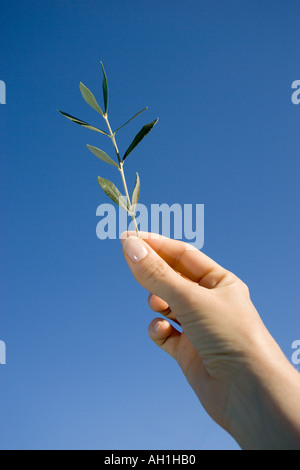 Extending an olive branch Stock Photo - Alamy