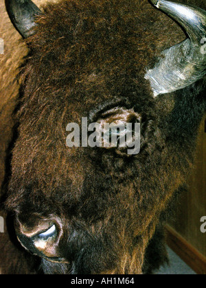 stuffed American bison Stock Photo - Alamy