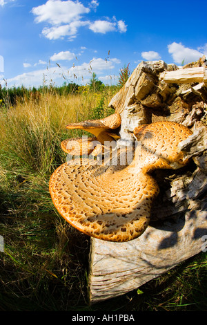 Dryads saddle Polyporus squamosus growing on beech log, woodland ...