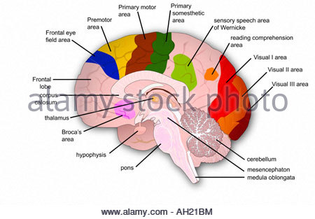 Diencephalon and Brainstem, illustration Stock Photo - Alamy