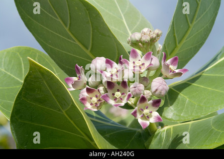 Sea Grape in Flower (Cocoloba Uvifera), Ragged Point, St Philip Parish ...