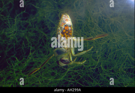 Backswimmer, Notonecta viridis. On pond Stock Photo - Alamy