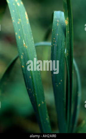 Garlic leaves with rust Stock Photo - Alamy