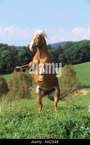 Haflinger on meadow - rearing Stock Photo - Alamy