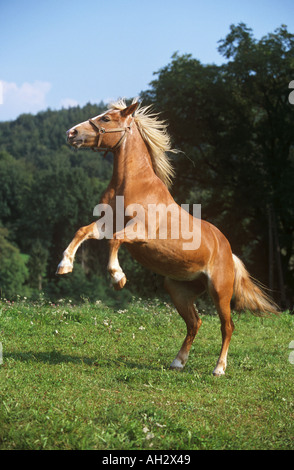 Haflinger - rearing on meadow Stock Photo - Alamy