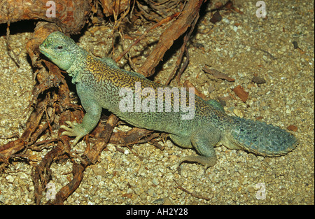 Wild Spiny tailed Agama Lizard in Qatar Desert Stock Photo - Alamy