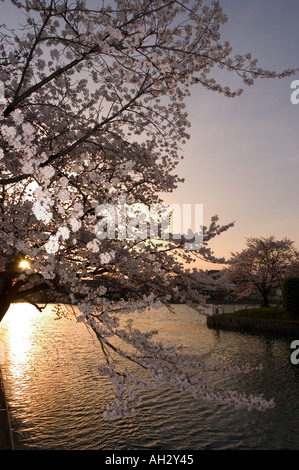 sunet on river spring cherry blossom Kyoto city Honshu island Japan ...