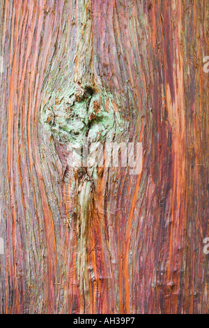 Trunk of Japanese cedar, Japanese redwood, Cryptomeria japonica Stock ...