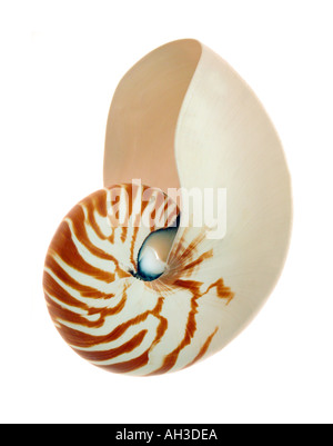 CHAMBERED NAUTILUS MACROMPHALUS CEPHALOPOD CEPHALOPODA INVERTEBRATE ...