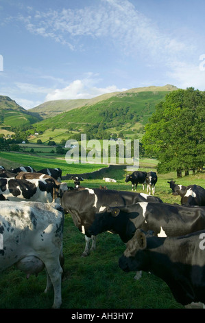 Dairy cows at Grasmere Lake district, UK Stock Photo - Alamy