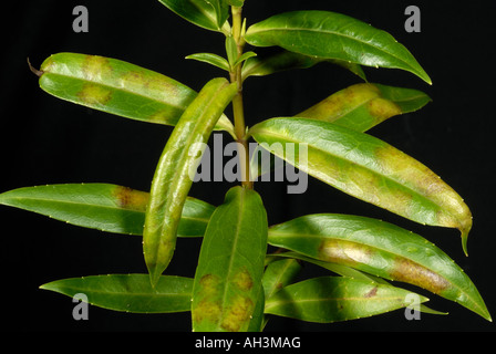 Fungal lesion patches of downy mildew Peronospora grisea on hebe leaf ...
