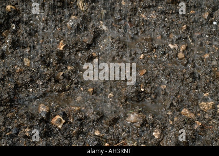 Rain falling on garden soil with water droplets on a nasturtium leaf ...