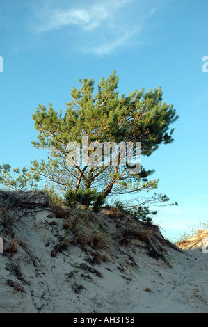 Slowinski National Park, Slowinski Park Narodowy, sand, dunes, desert ...