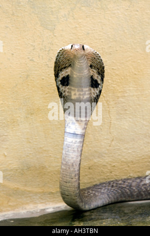 Indian snake Spectacled Cobra Naja Naja hood open rear back rearview ...