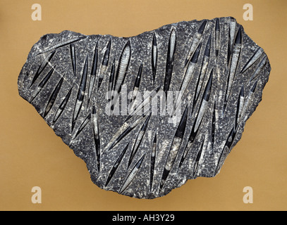 Orthoceras mollusc fossil slab 350 to 500 millions years old, fossil ...