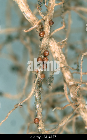 Old cysts of golden potato cyst nematode Globodera rostochiensis on ...
